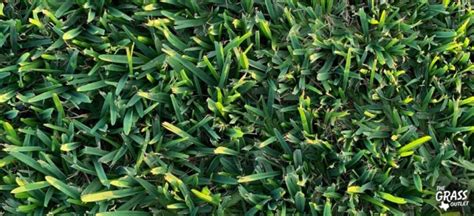 Everything You Need To Know About St Augustine Grass