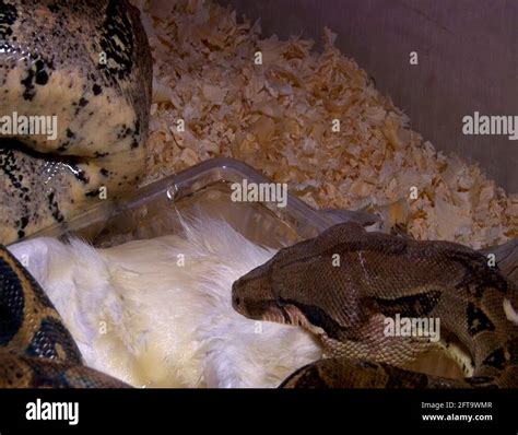 Constrictor Boa Stock Videos And Footage Hd And 4k Video Clips Alamy