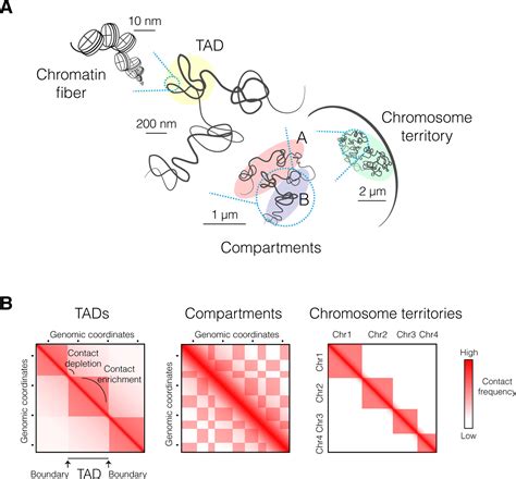 Principles Of Genome Folding Into Topologically Associating Domains Science Advances