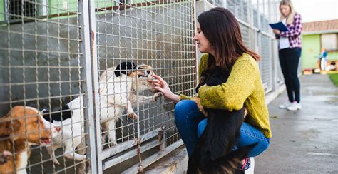 Ultimate Dog Adoption Guide What You Need To Know In 2025