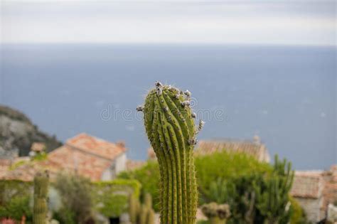 Shallow Depth Of Field Selective Focus Details With Various Mediterranean Plants In A Botanical