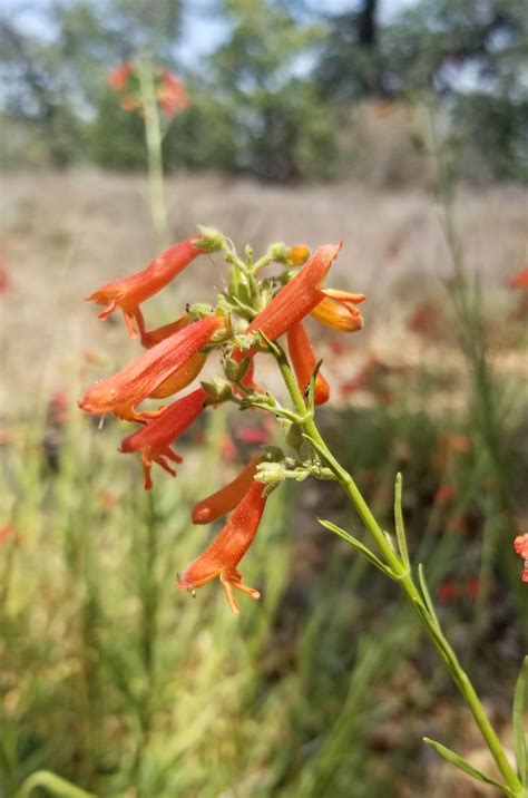 Scarlet Bugler Mmmoskowitz