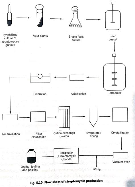 Production Of Streptomycin Biology Ease