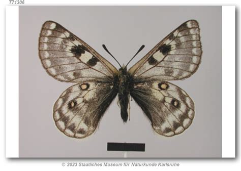 Parnassius S Simo Type Specimens