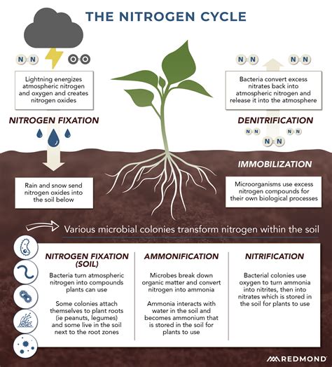 The Nitrogen Cycle