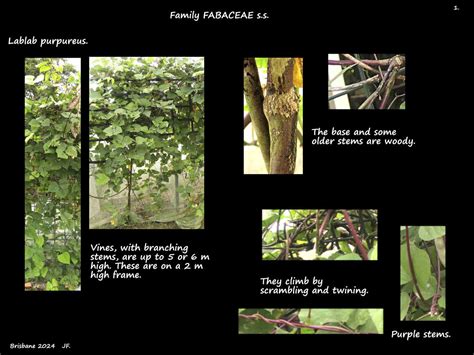 Lablab Purpureus Botany Brisbane