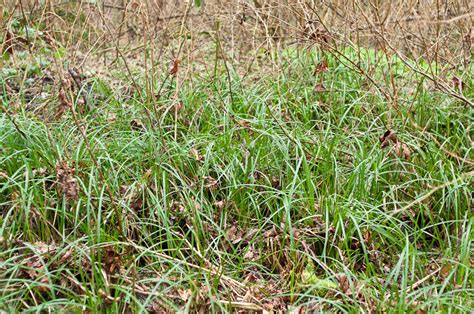 Carex Obnupta