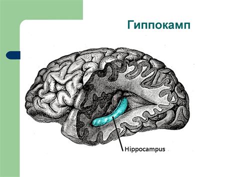 Конечный мозг Анатомия презентация онлайн