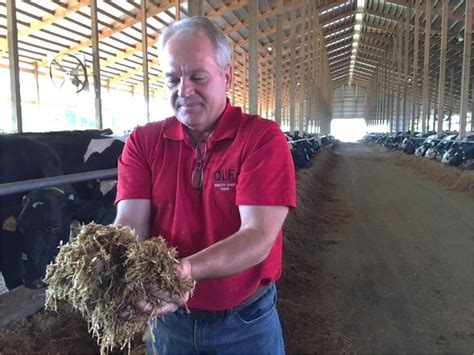 Importance Of Ndf Digestibility In Dairy Cows