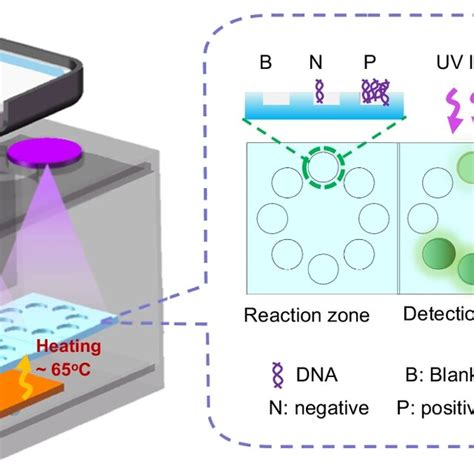 Schematic Illustration Of The On Site Detection Of Foodborne Pathogens Download Scientific