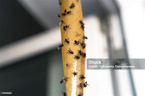 스티커 테이프에 죽은 파리 플라이 페이퍼 끈적 끈적한 테이프 파리 곤충에 대한 트랩 곤충 곤충에 대한 트랩 붙어 파리 노란 끈적 끈적한 테이프에 붙어 있는 많은 파리 가득