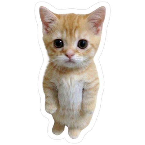 El Gato Meme Sticker In 2025 Cute Stickers Gatos Stickers