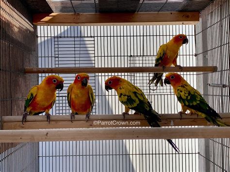 Red Factor Sun Conures For Sale Updated Dec 2025