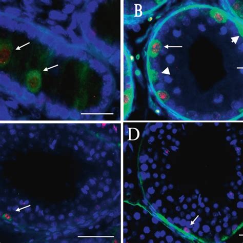 Fluorescence Double Staining Of Sheep Testis Sections For Vasa And