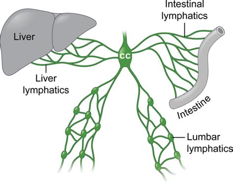 Lymphatic Drainage Of Liver