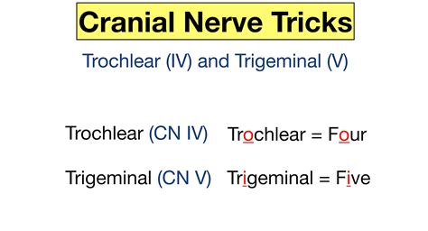Cranial Nerves Mnemonic Function Labeled Names In Order 52 Off