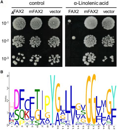 Complementation Of Yeast Fat1 Mutant By Fax2 Protein A Growth Of Download Scientific Diagram