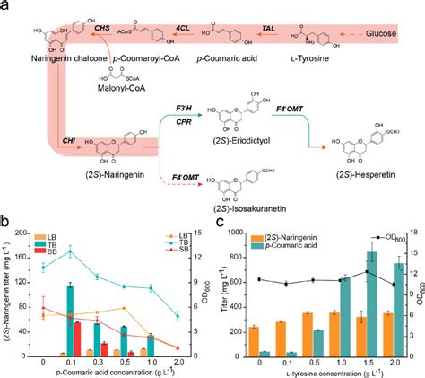 Restricting Promiscuity Of Plant Flavonoid 3′ Hydroxylase And 4′ O Methyltransferase Improves