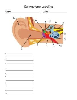 Ear Diagram Worksheet Parts Of The Human Eye Activities Labeling