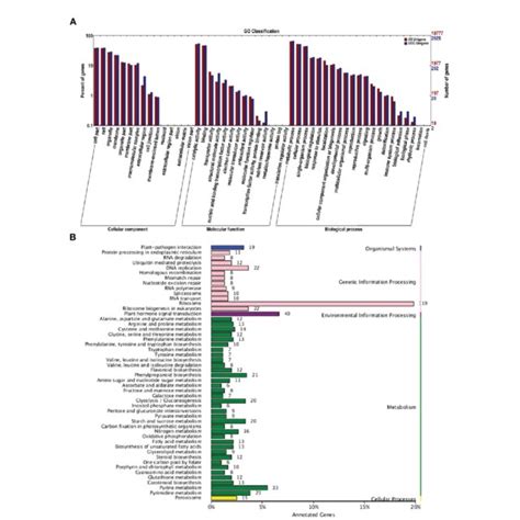 Preliminary Analysis Of Transcriptomic Data From P1 And P2 A