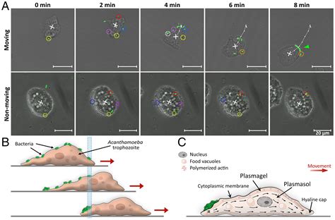 Acanthamoeba Trophozoite