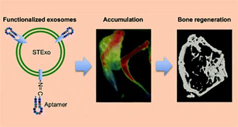 Aptamer Functionalized Exosomes From Bone Marrow Stromal Cells Target