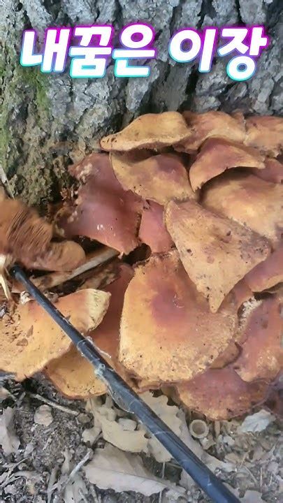 갈황색 미치광이광대버섯 잘못먹으면 입 돌아갑니다 Youtube