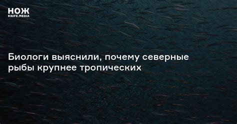Биологи выяснили, почему северные рыбы крупнее тропических — Нож