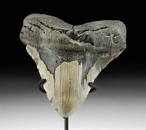 Huge Prehistoric Fossilized Megalodon Tooth 6 In United States