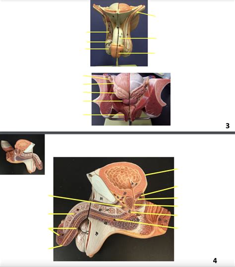 reproductive part 1 lab pg 3 and 4 diagram quizlet