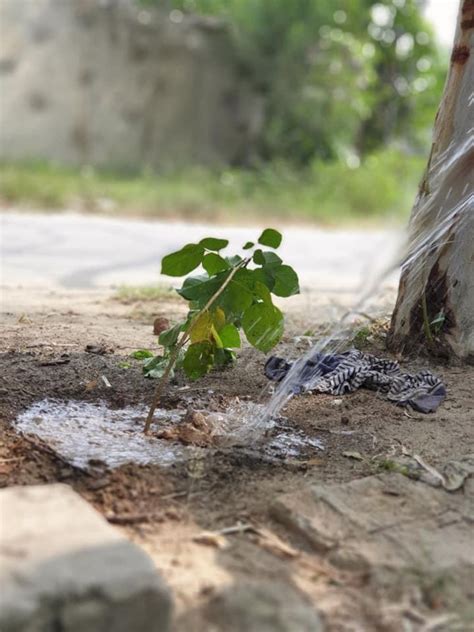 Rao Shehryar Khan On Linkedin Bunyaads Afforestation 2018 Today These Plants And Saplings