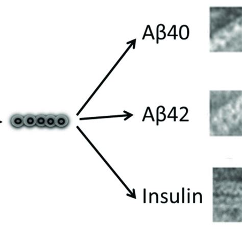 Schematic Representation Of The Process Of Fibril Formation By The Download Scientific Diagram