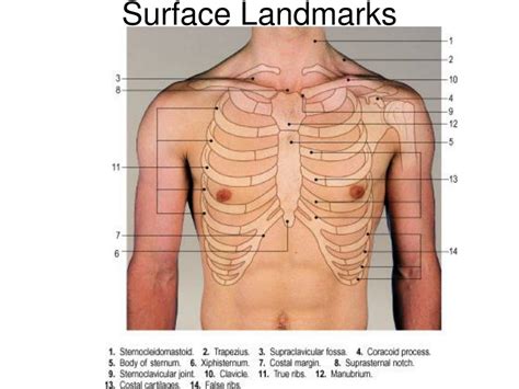 Anterior Thorax Landmarks Topographical Anatomy Of The Thorax Azzu