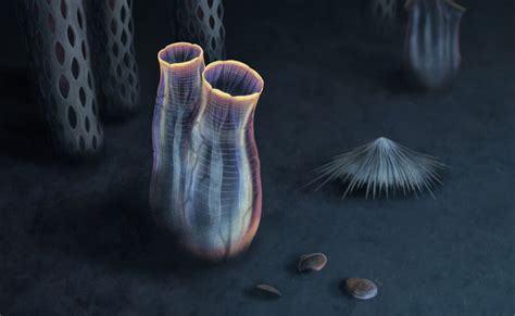 Fossil Provides New Insights Into The Evolution Of Tunicates Techzle