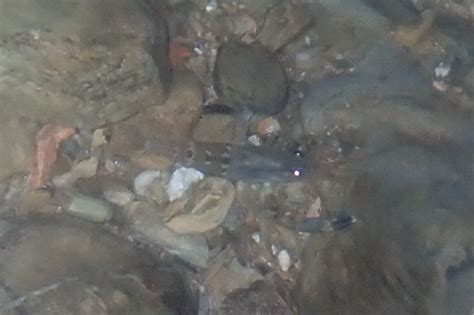 Macrobrachium Crenulatum From Tunapuna Piarco Regional Corporation Trinidad And Tobago On April