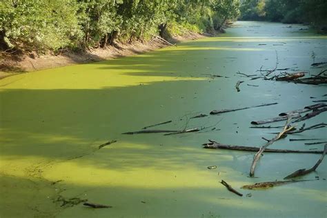 Pond Algae Control Why Ultrasonic Algae Treatment Is The Future