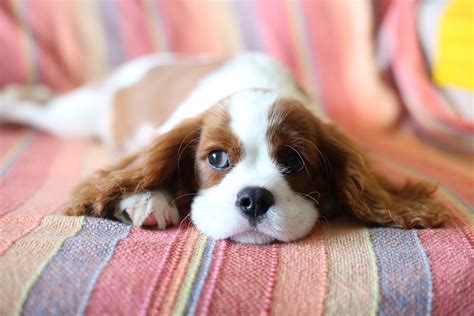 Animales Domésticos Consejos Para Tenerlos En Casa Blog Tecnocasa