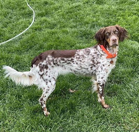 Chestnut Llewellin Setter Dec Delivery