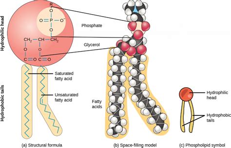 Unsaturated Fat Diagram
