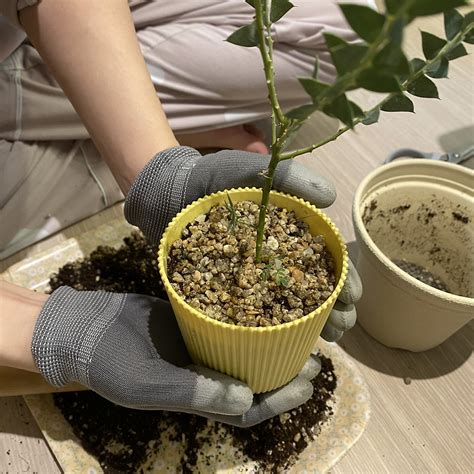 삼각잎 아카시아 잎이 떨어짐 분갈이 하는법