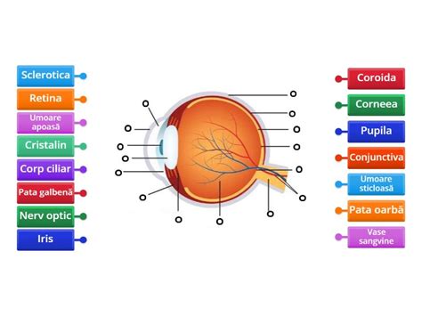 Structura Ochiului Диаграмма с метками