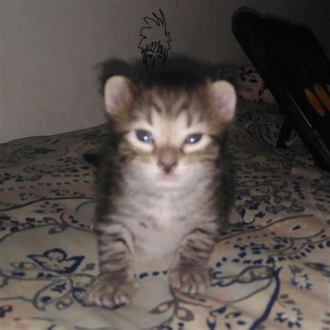 Goobie Wikitubia Fandom