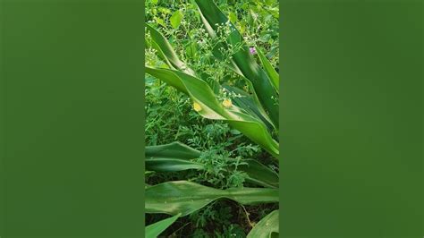 Butterflu Yellow Black Youtube