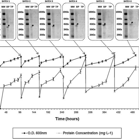 Bioprocess Flowchart Showing The Semicontinuous Operation For The