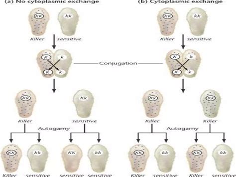 extra nuclear inheritance pptx biological sciences science
