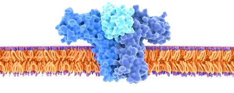 Targeting Cytokines With Functional Cell Based Assays