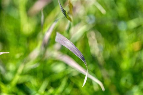 Grass Meadow Green Free Photo On Pixabay