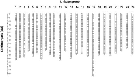Visualization Of The Sex Averaged Map Built For The Largest Segregating