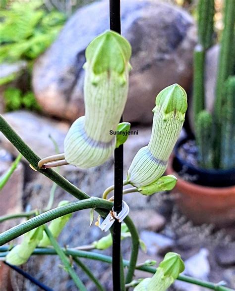 Condom Plant Ceropegia Ampliata Large Plant Bushmans Pipe Rare Condom