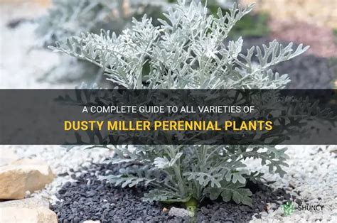 A Complete Guide To All Varieties Of Dusty Miller Perennial Plants Shuncy
